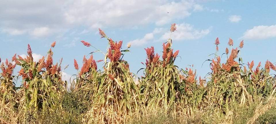 Entwicklungshilfe für Raya Tigray in Deutschland e.V.